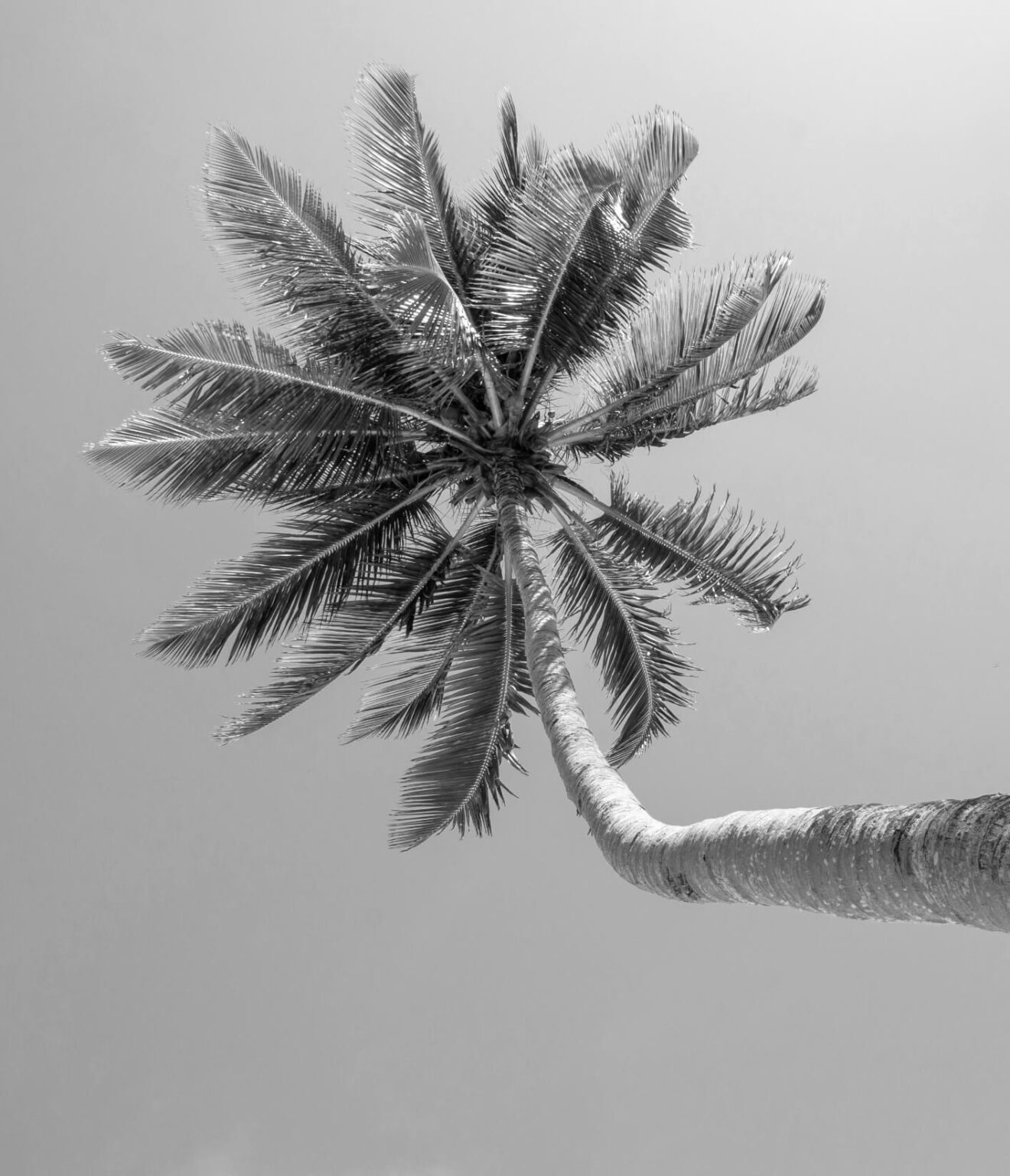 Pure Escapes - Contact